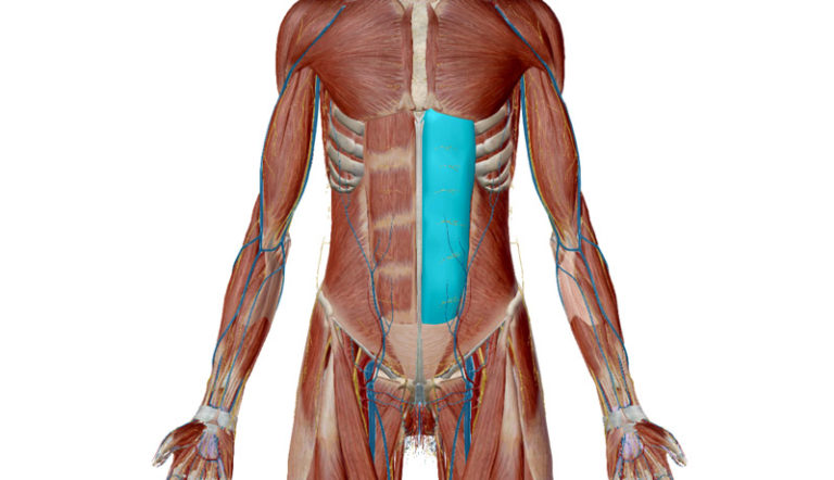 Équilibrer et renforcer sa sangle abdominale - Marion Beauvarlet - L ...
