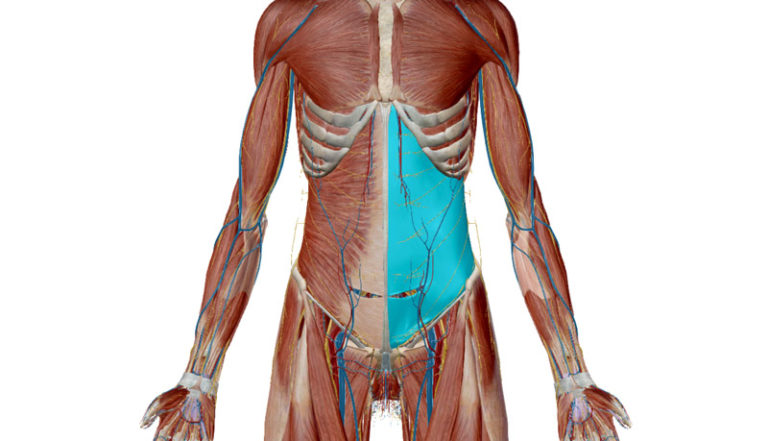 Équilibrer et renforcer sa sangle abdominale - Marion Beauvarlet - L ...